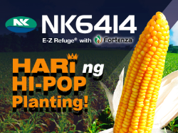 NK6414 - Variety Corn | Syngenta Philippines