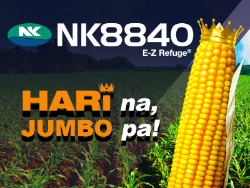 NK8840 - Variety Corn | Syngenta Philippines