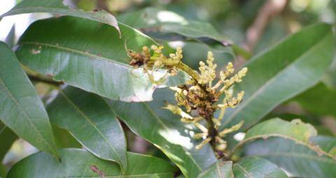 Mango Leafhoppers Insects | Syngenta Philippines