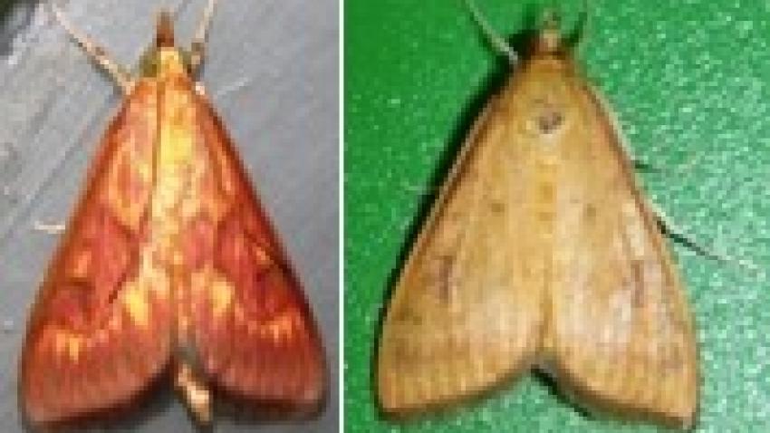 Asian Corn Borer (ACB) Insects | Syngenta Philippines