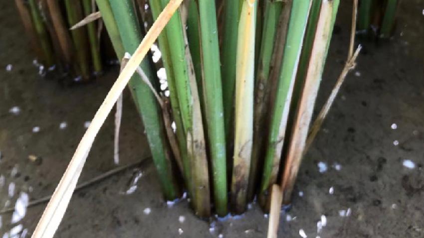Sheath Blight Disease | Syngenta Philippines