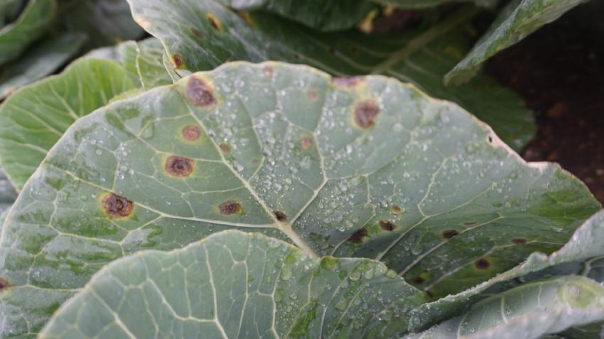 Alternaria Leaf Spot Disease | Syngenta Philippines