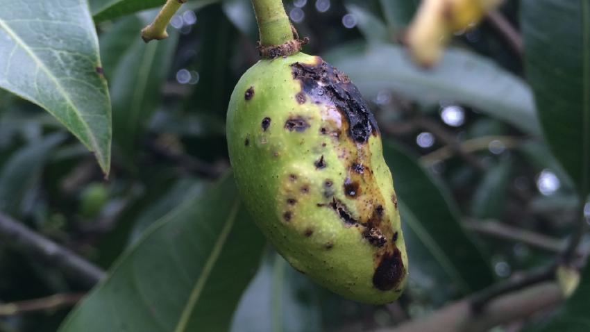 Cecid Fly Insects | Syngenta Philippines
