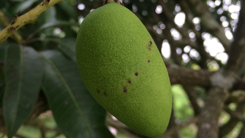 Cecid Fly Insects | Syngenta Philippines