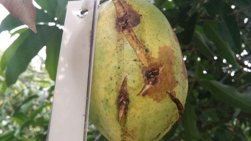 Fruit Fly Insects | Syngenta Philippines