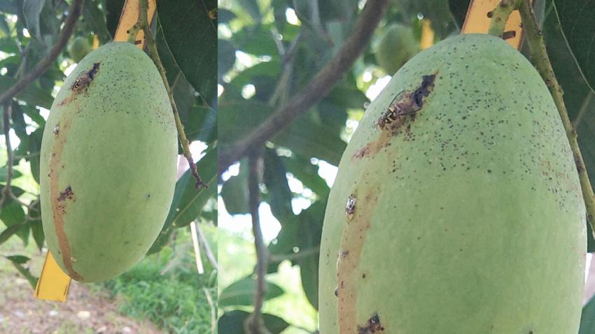 Fruit Fly Insects | Syngenta Philippines