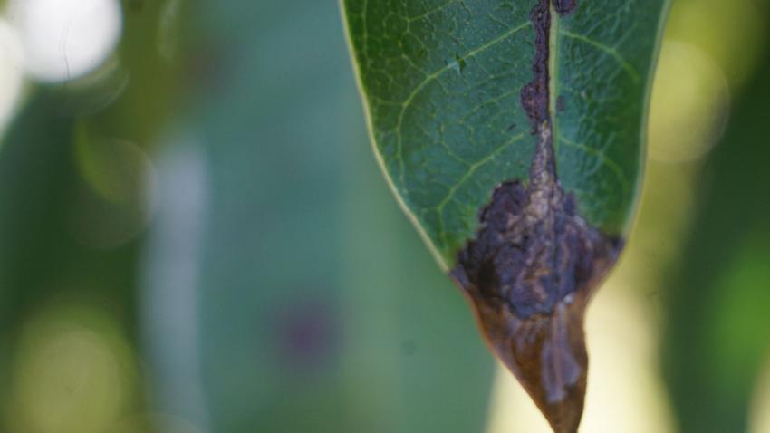 Mango Leafhoppers Insects | Syngenta Philippines
