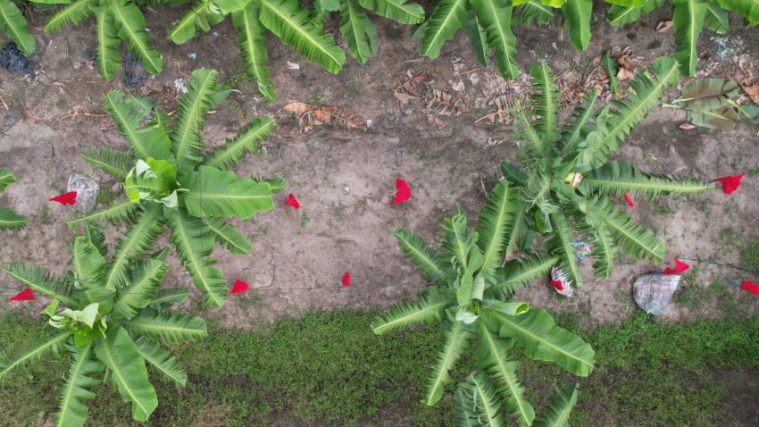 Syngenta VANIVA® | Fusarium Wilt crop protection for Banana